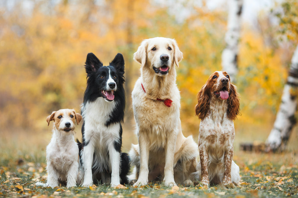 Exploring the Breed Groups: A Guide to Pure Dog Breeds in Australia